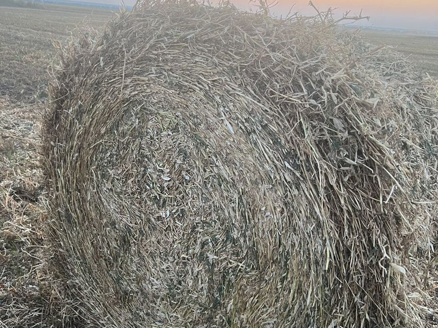Гороховое сено в рулонах