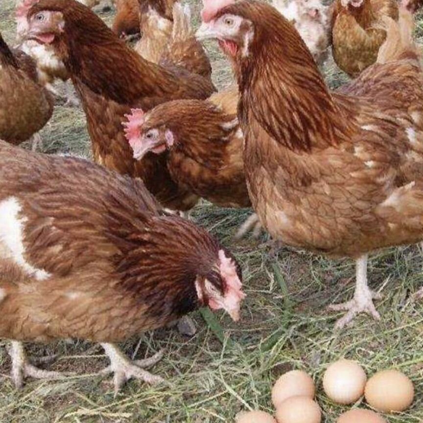 Куры несушки