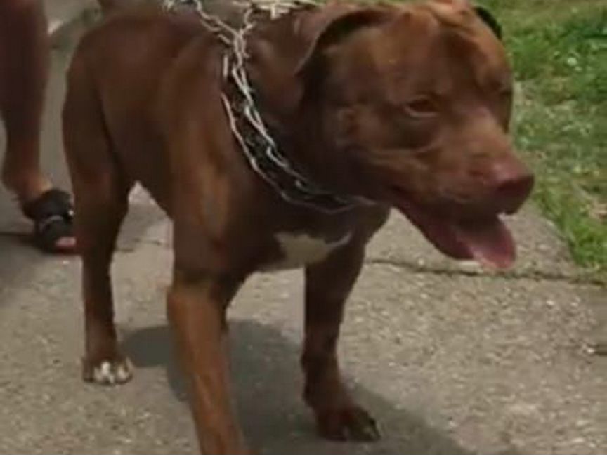 Американский питбультерьер щенки