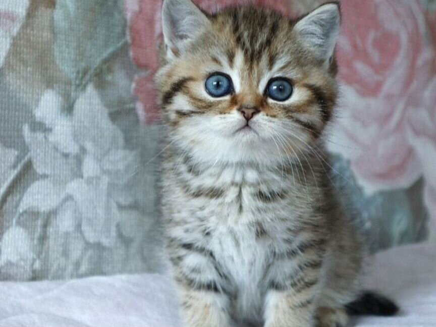 Британская няшечка)