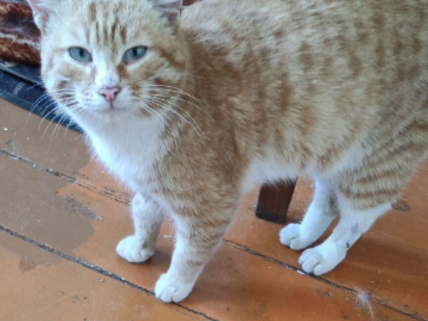 Кошка