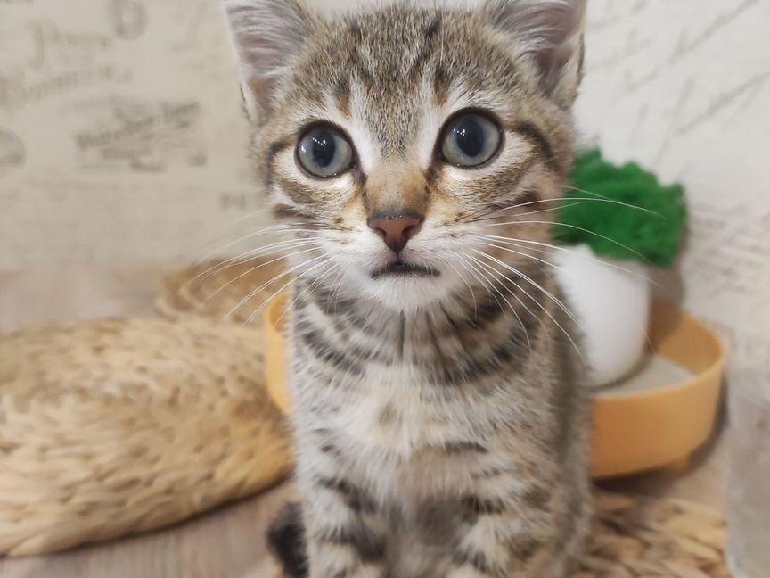 Котёнок