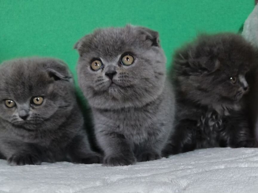 Красивые вислоухие голубые