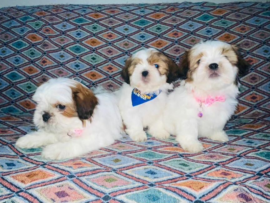 Щенки ши-тцу