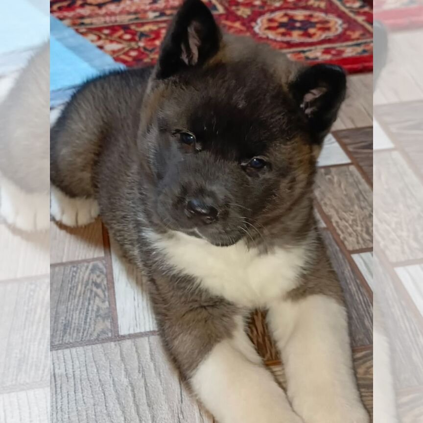 Щенки американской акиты