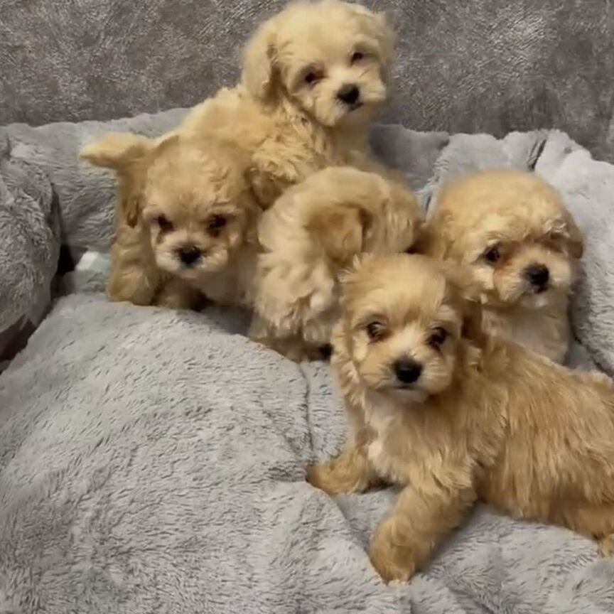 Мальтипу, щенок