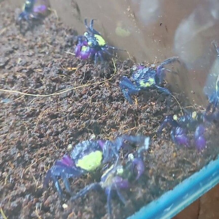 Крабики пурпурные, в магазине ассортимент