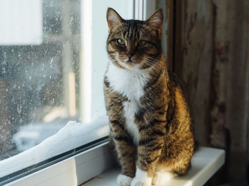 Кошка в дар