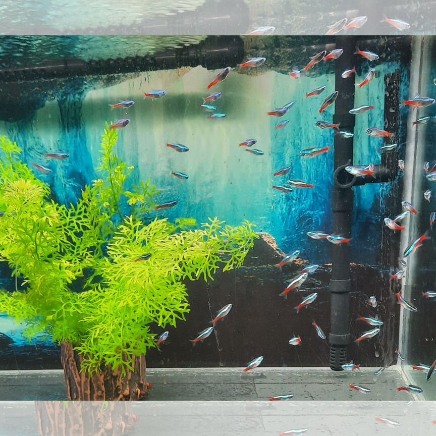 Аквариумные рыбки