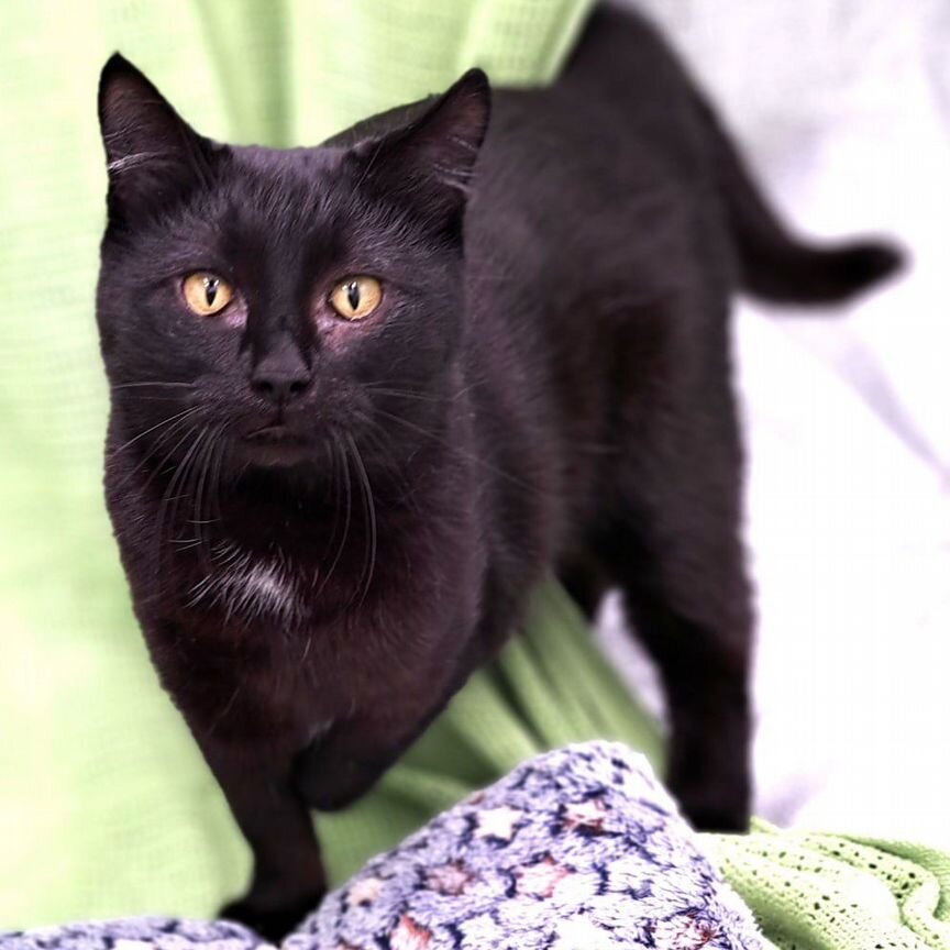 Черная ласковая Жуля в добрые руки