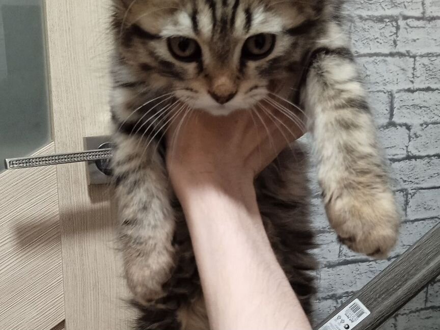 Котята мейн-кун бесплатно