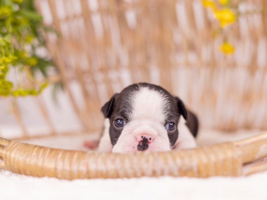 Девочка бостон терьер