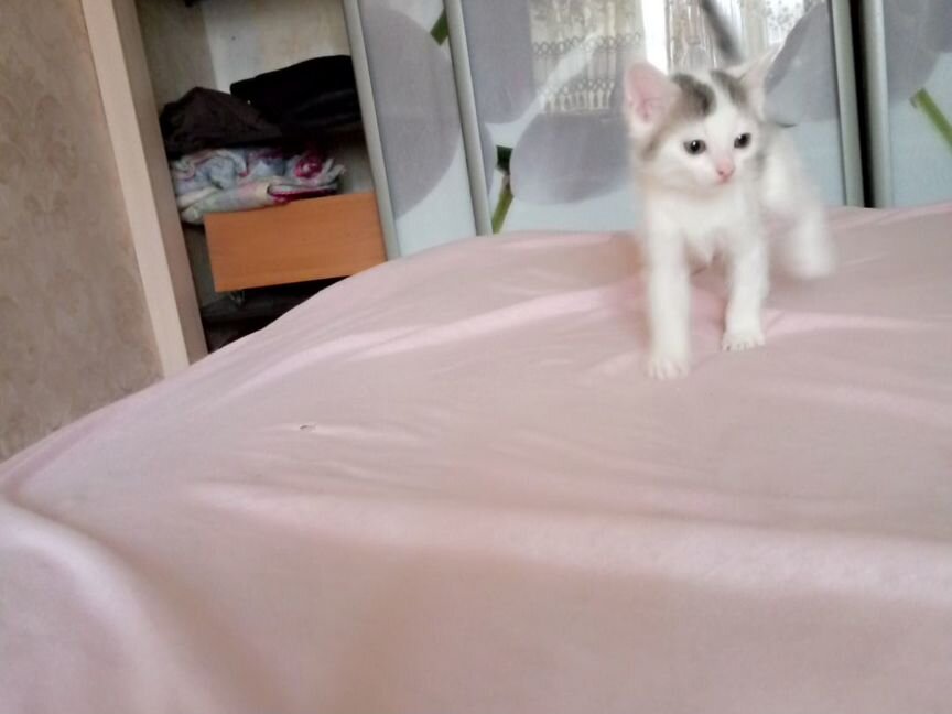 Котята в добрые руки бесплатно