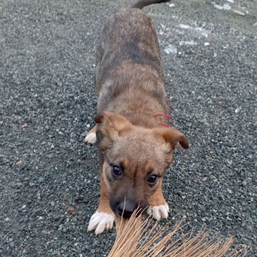 Щенок от частного владельца