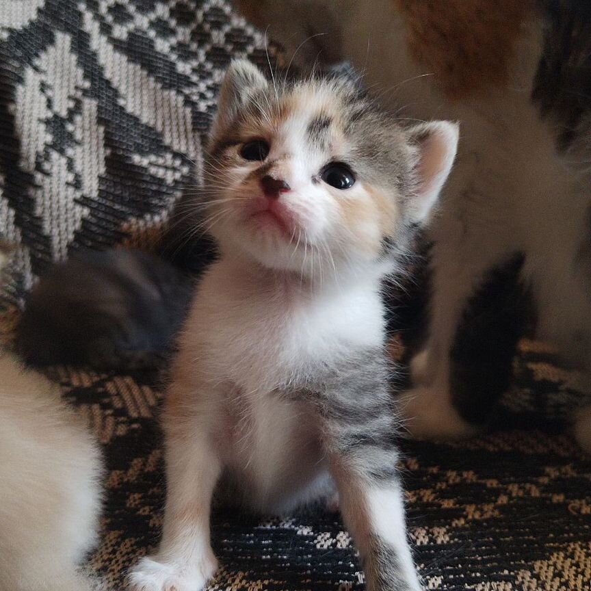 Котята от умной кошки