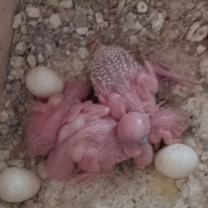 Волнистый попугай