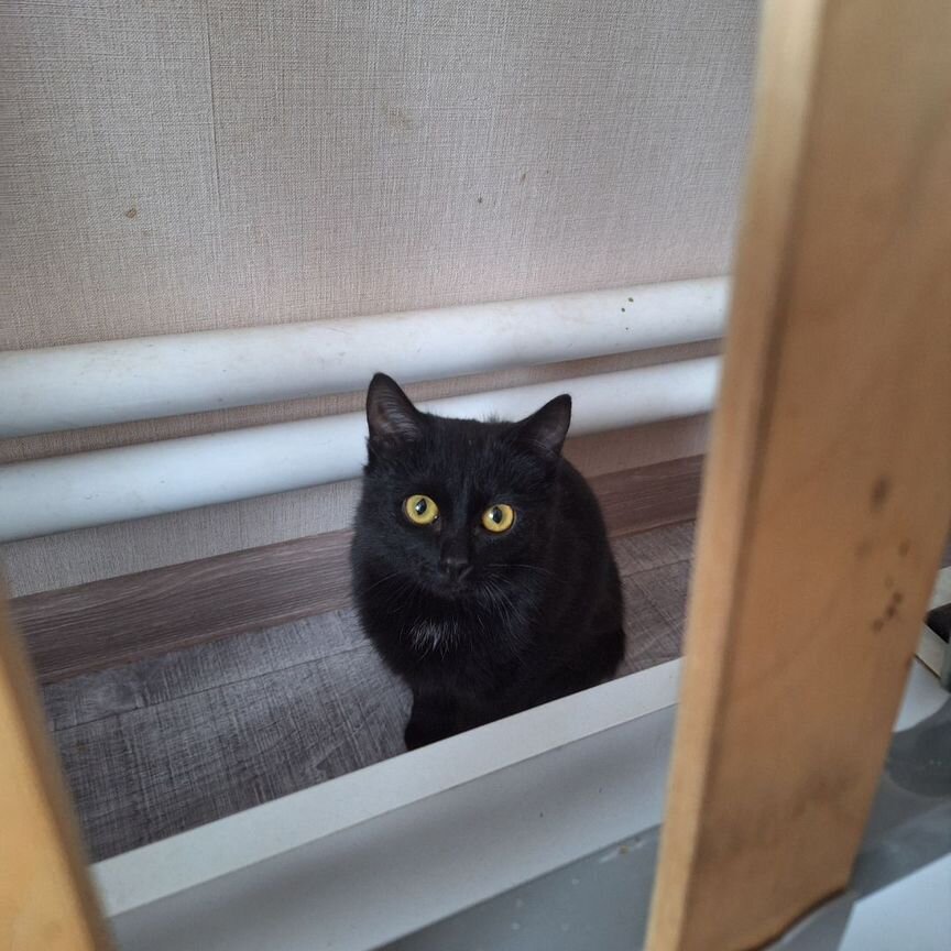 Котенок