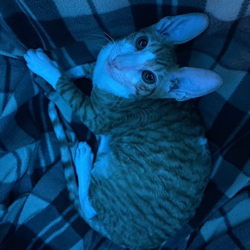 Корниш рекс котенок