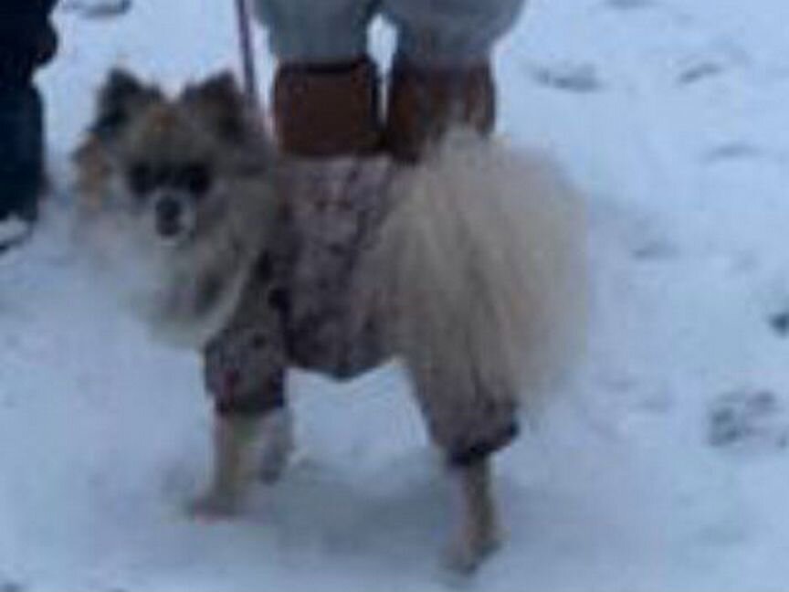 Комбенизон для собаки тёплый