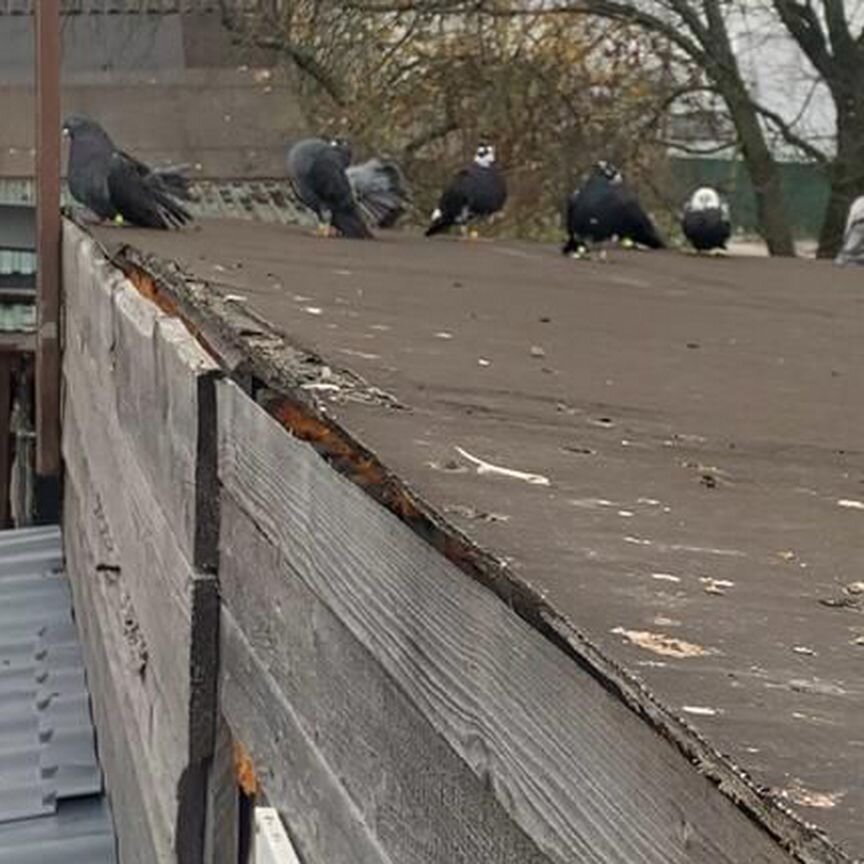 Продажа голубей