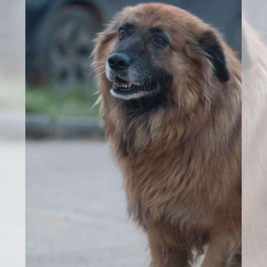 Взрослый пёс в добрые руки