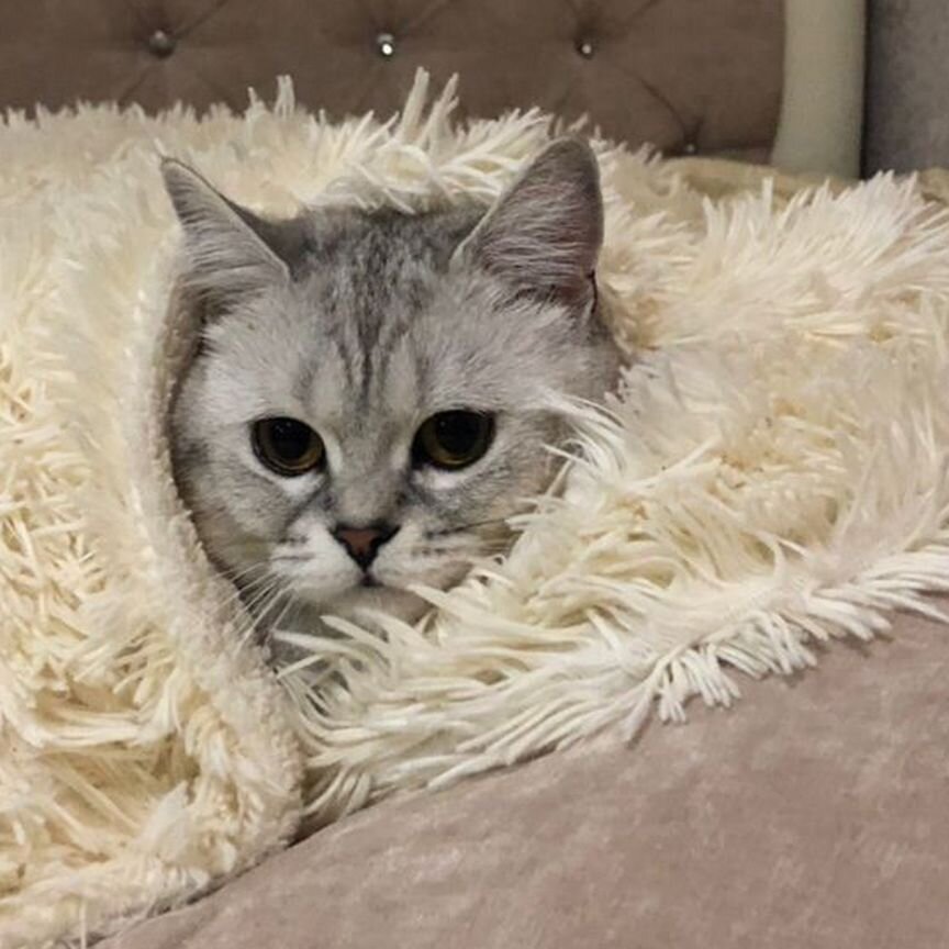 Шотландский прямоухий кот