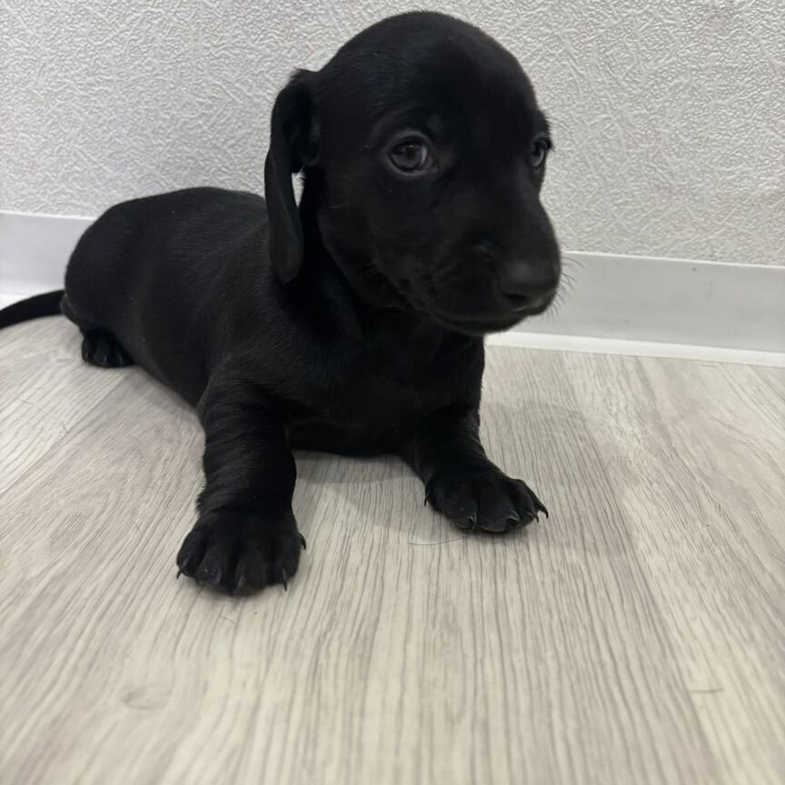 Щенки таксы