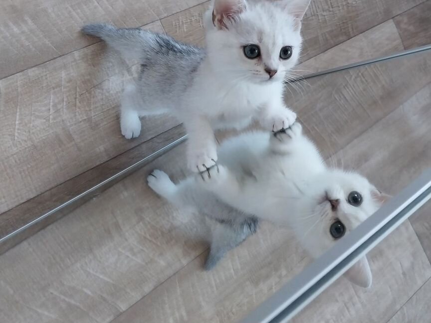 Кошечка британской шиншиллы