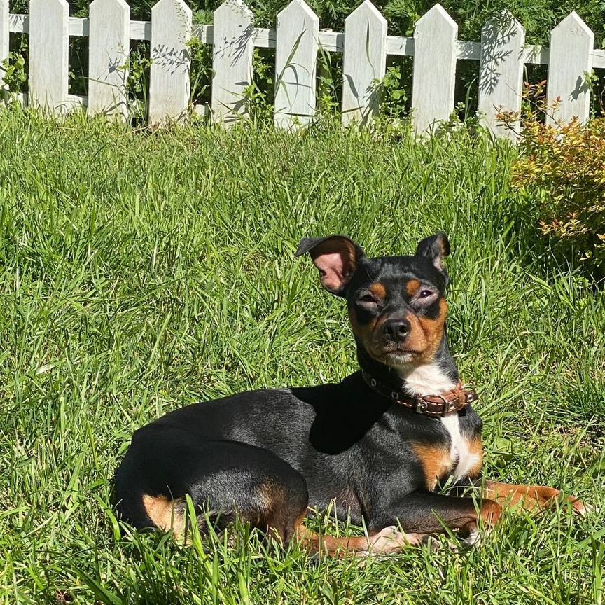 Собака в добрые руки, цвергпинчер бесплатно