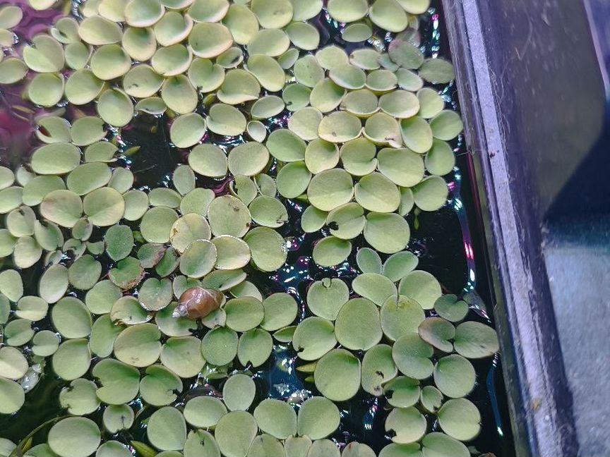 Сальвиния плавающая