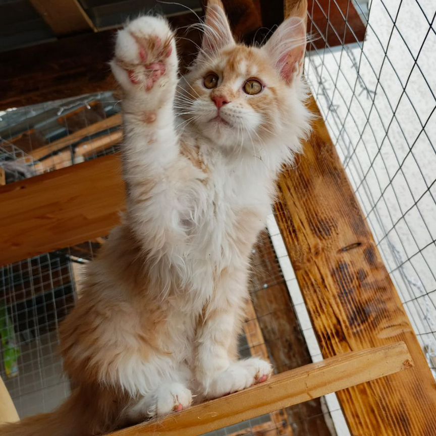 Котята мейн кун