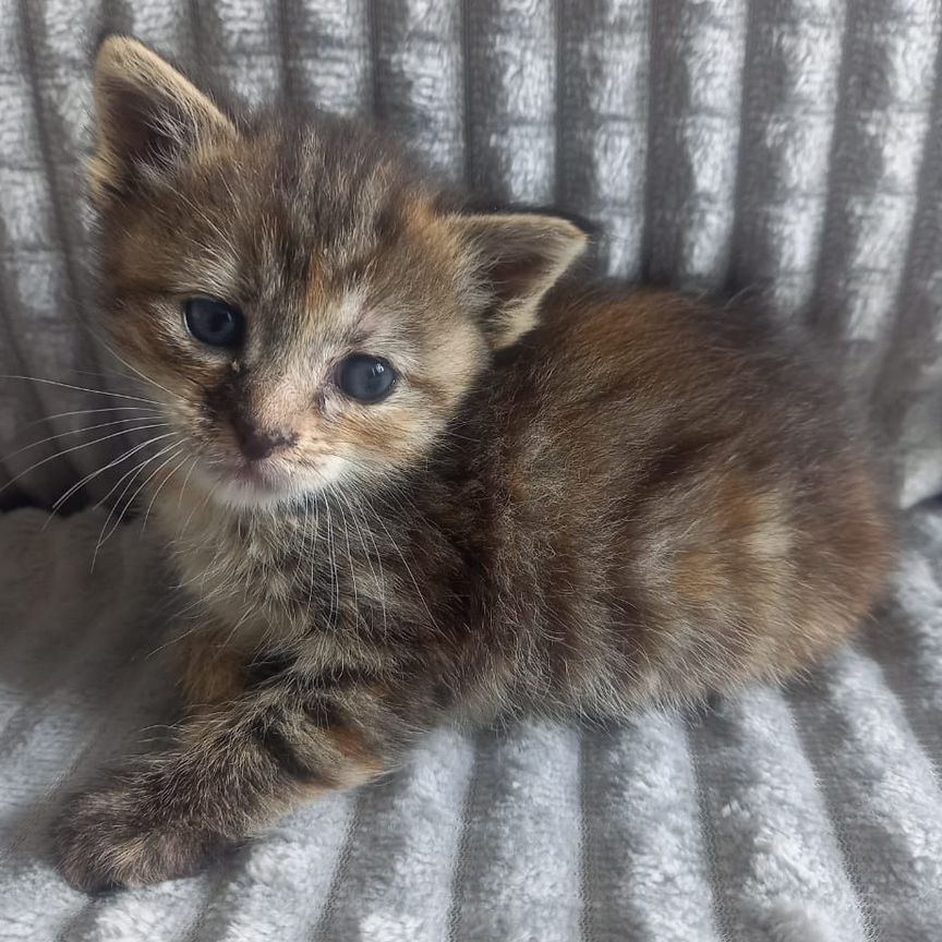 Котята в добрые руки бесплатно девочка