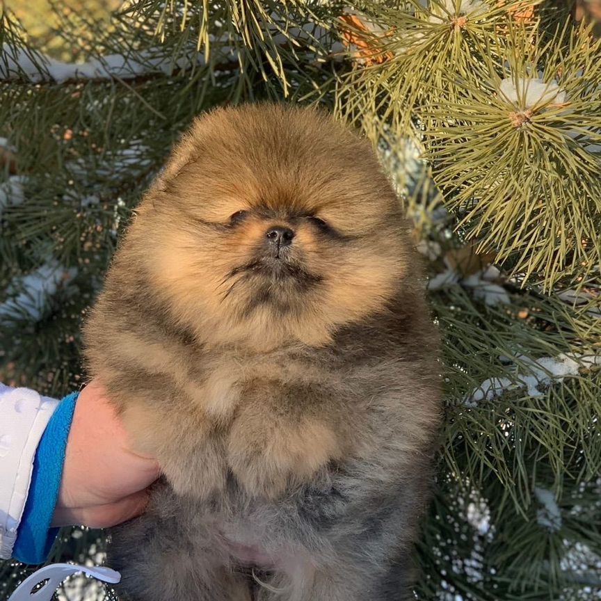 Померанский шпиц, щенок