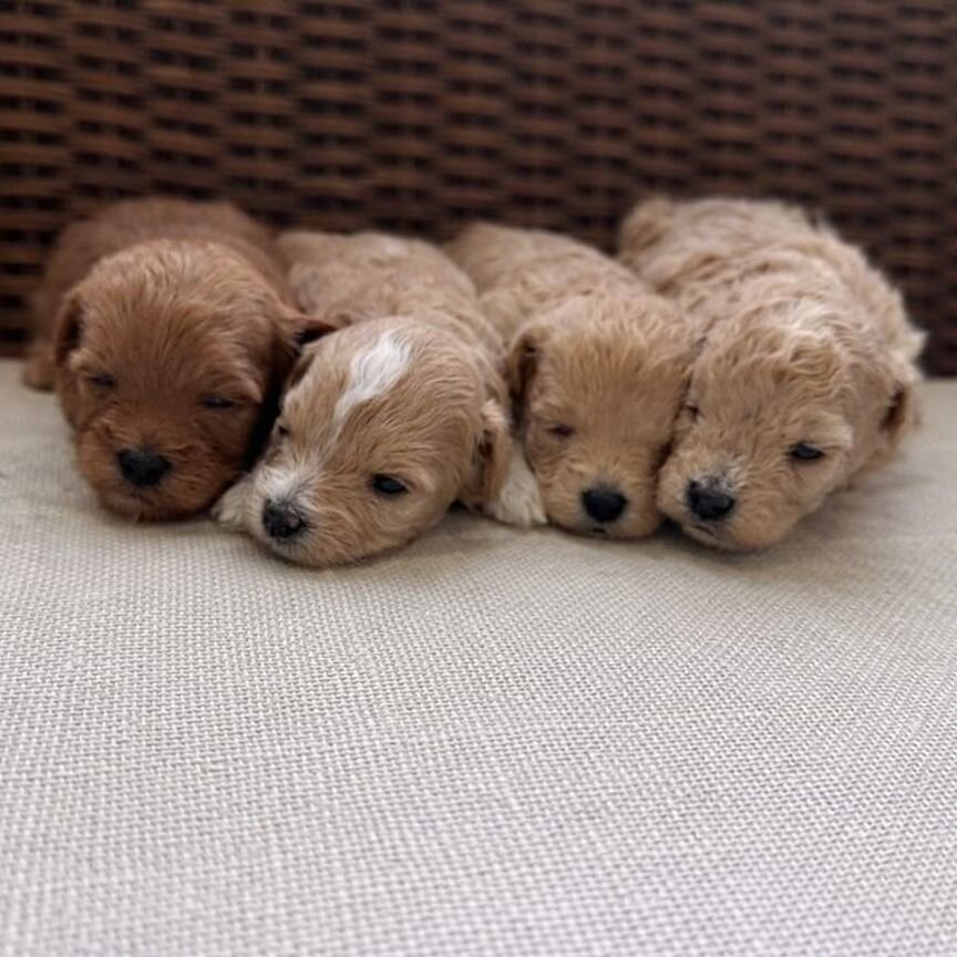 Мальтипу, щенок