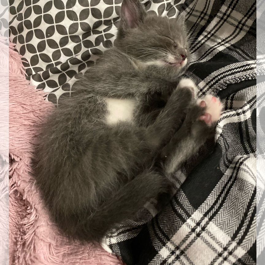 Котёнок в добрые руки