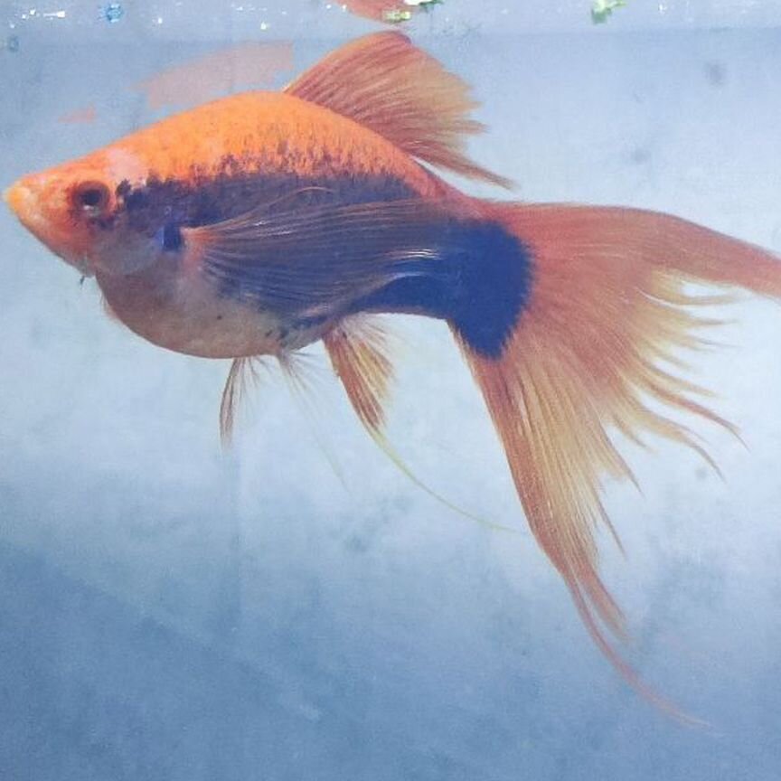 Мечносец кбинец