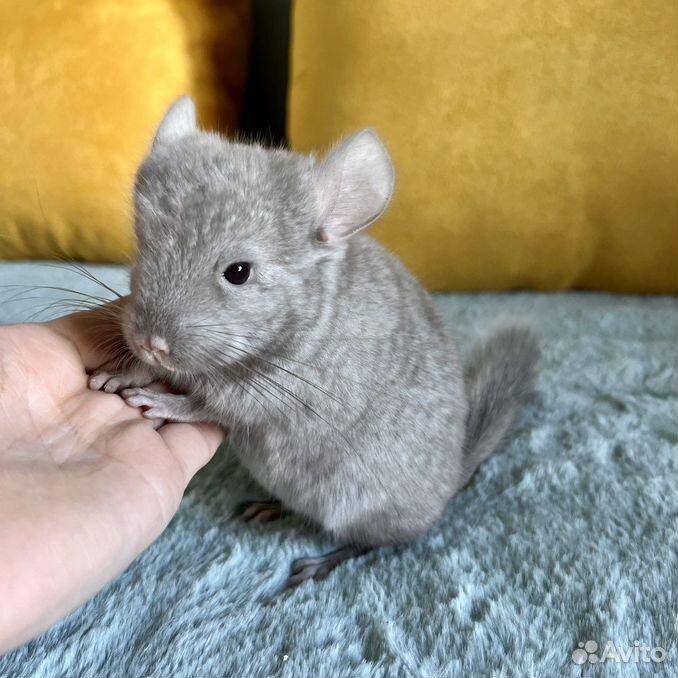 Шиншилла маличик и девочка