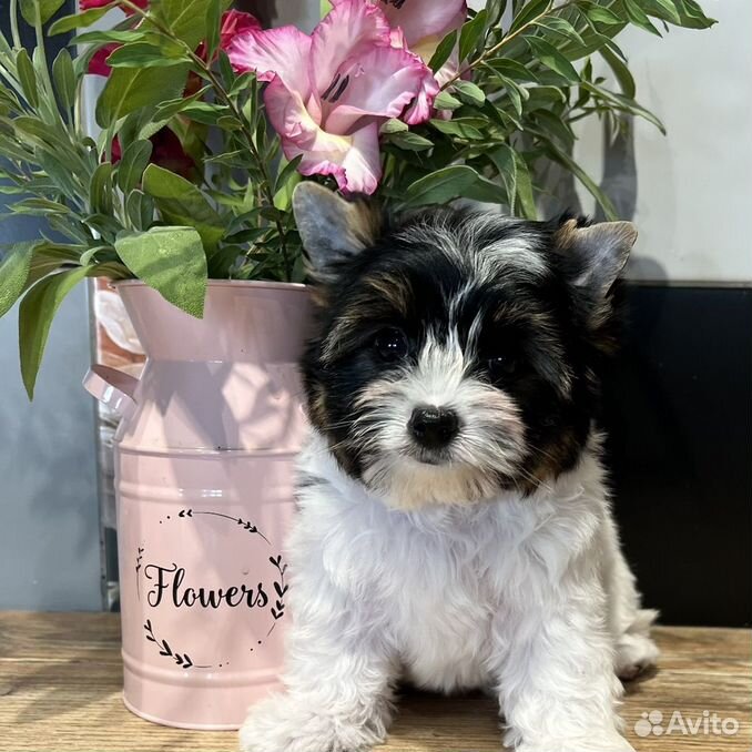 Малышка бивер