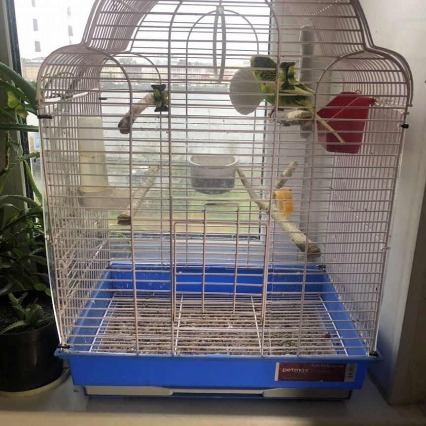 Волнистый попугай