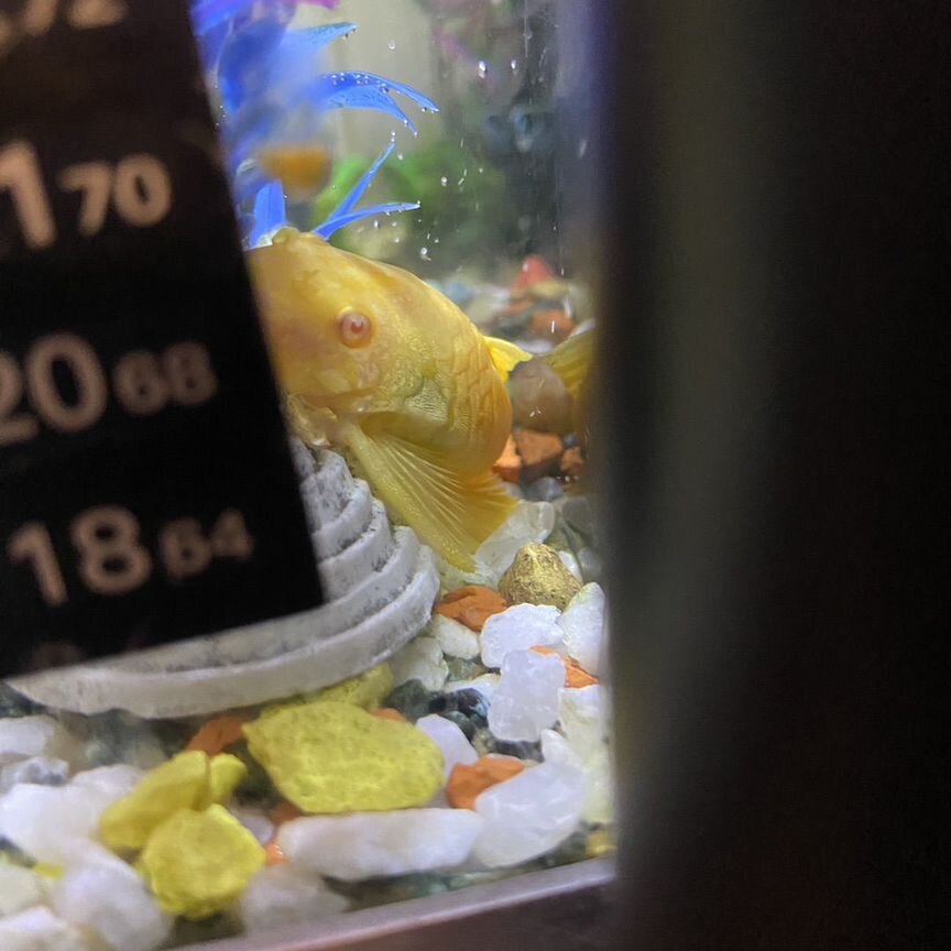 Аквариумные сомики