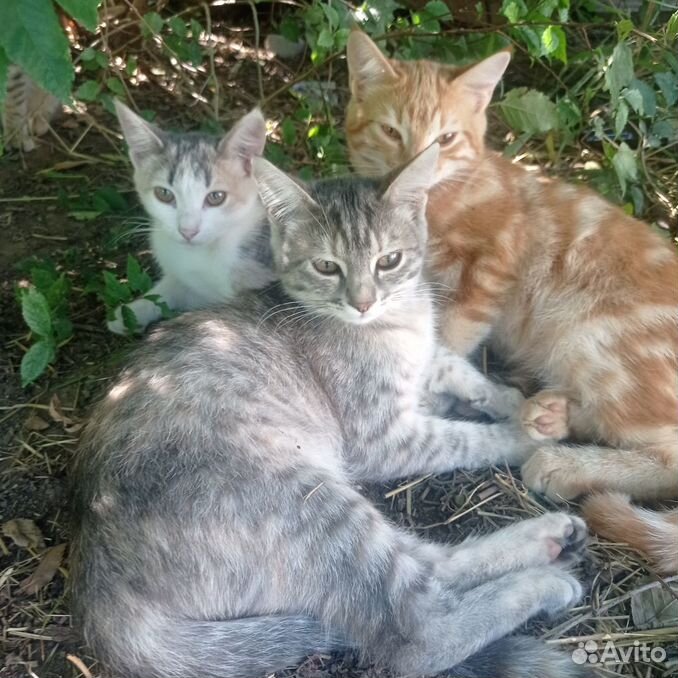 Спасите котят, живут на стройке