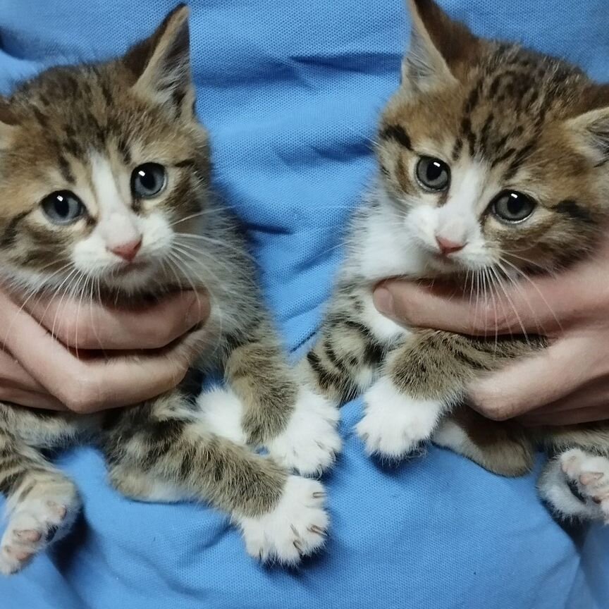 Отдам котят - мальчика и девочку в хорошие руки