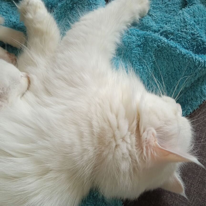 Котята ангелочки