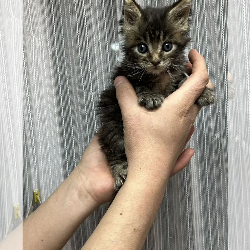 Мейн-кун котёнок