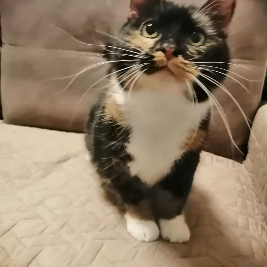 Кошечка Маруся ищет дом
