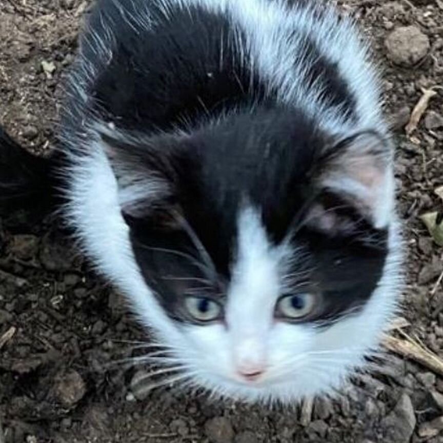 Котёнок в добрые руки