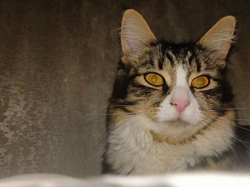 Кошка в дар