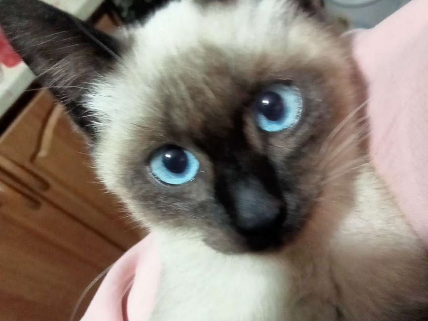 Сиамский котик
