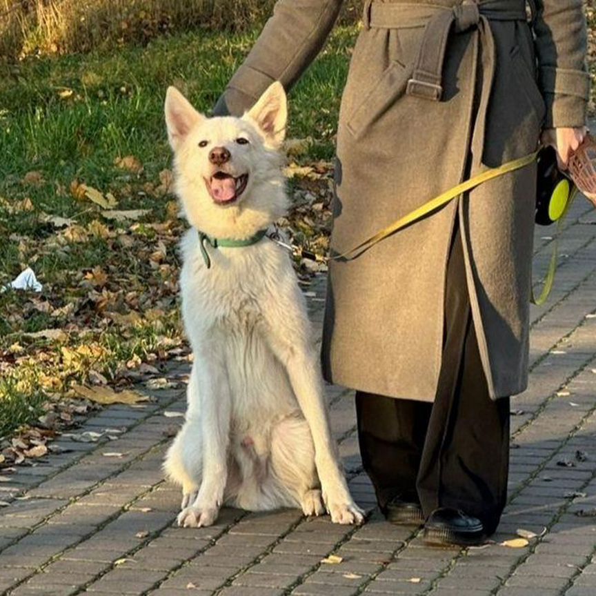 Собака в добрые руки