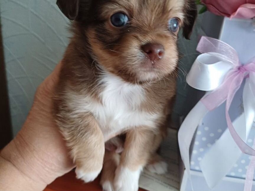 Чистопородные длинношерстные щенки породы чихуаху